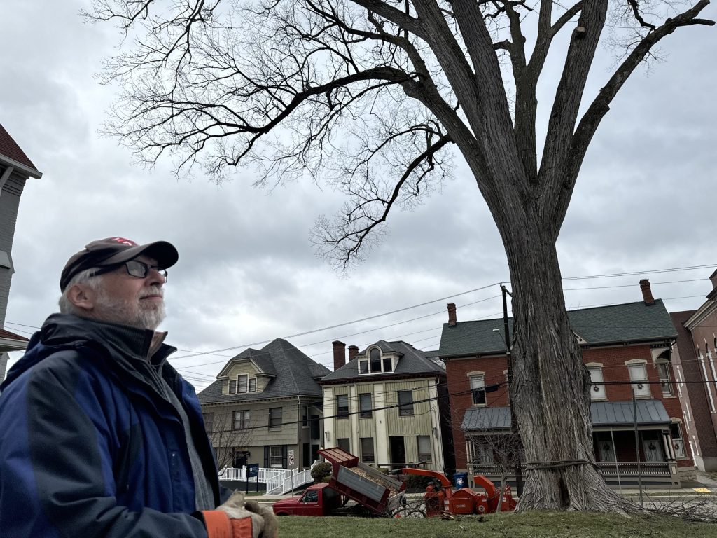 End of an era: Historic elm tree at Washington church comes down ...